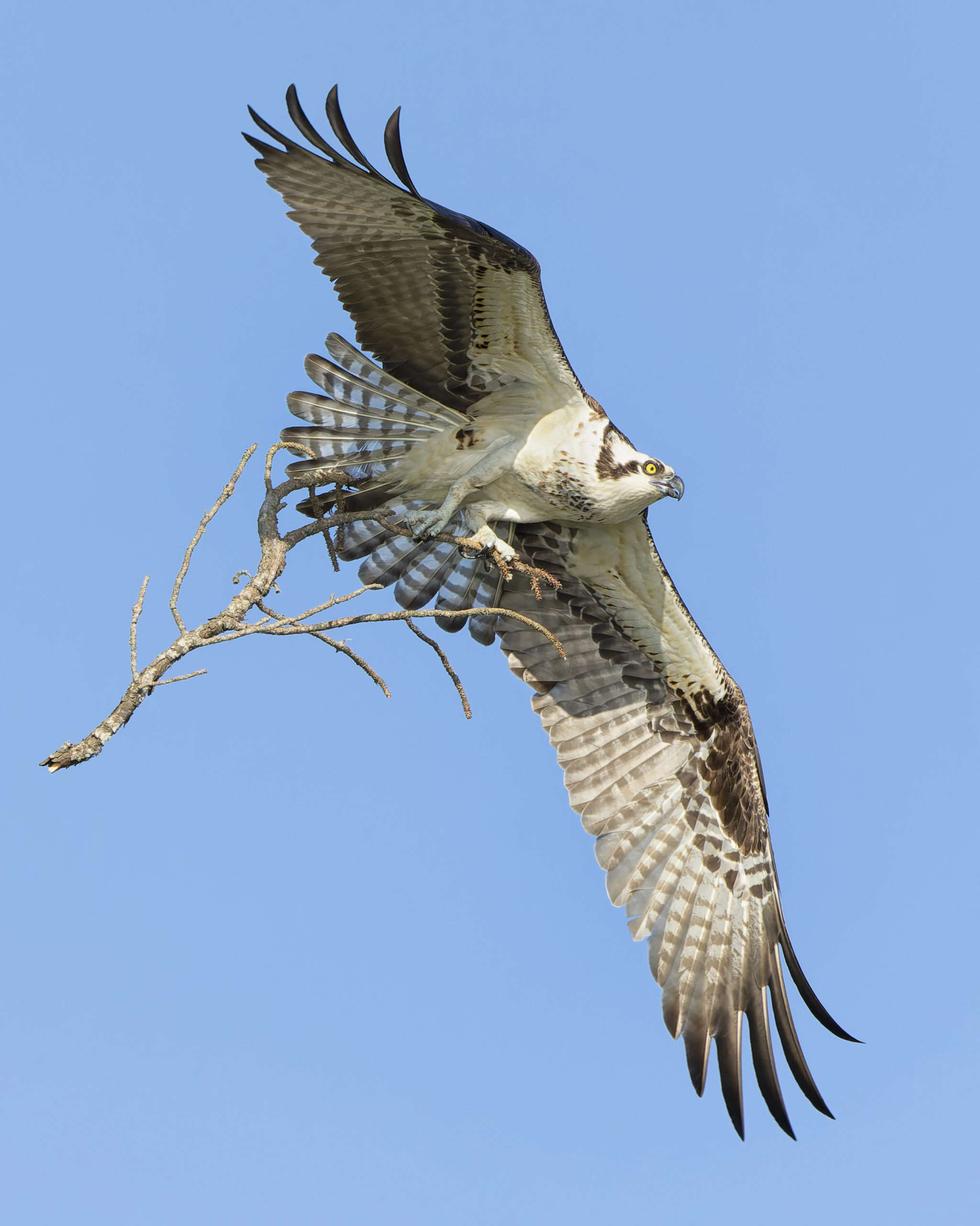 The Timeless Elegance of the Osprey - Mobile Baykeeper